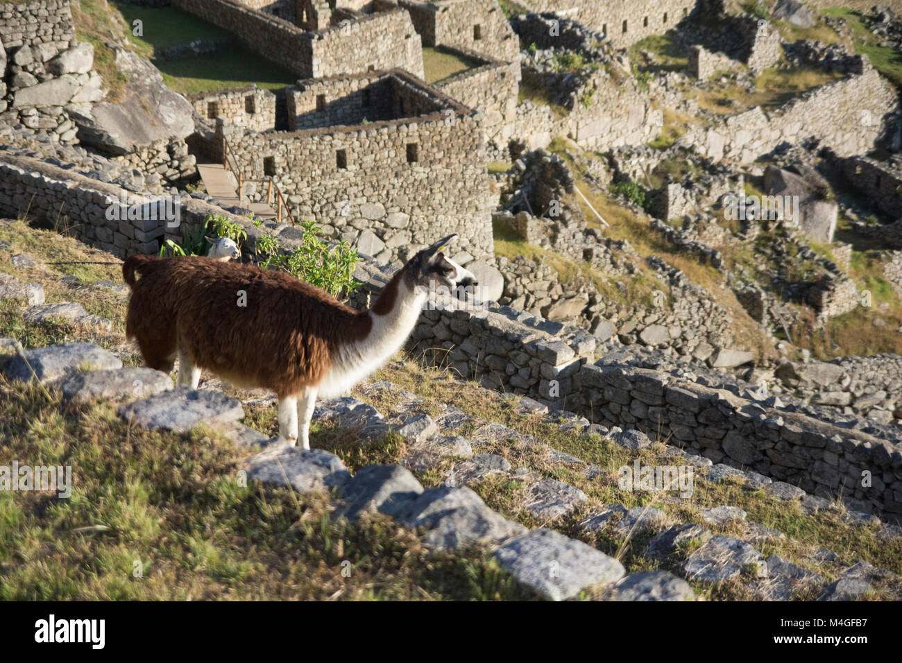 Paisaje de perú Banque de photographies et d’images à haute résolution ...