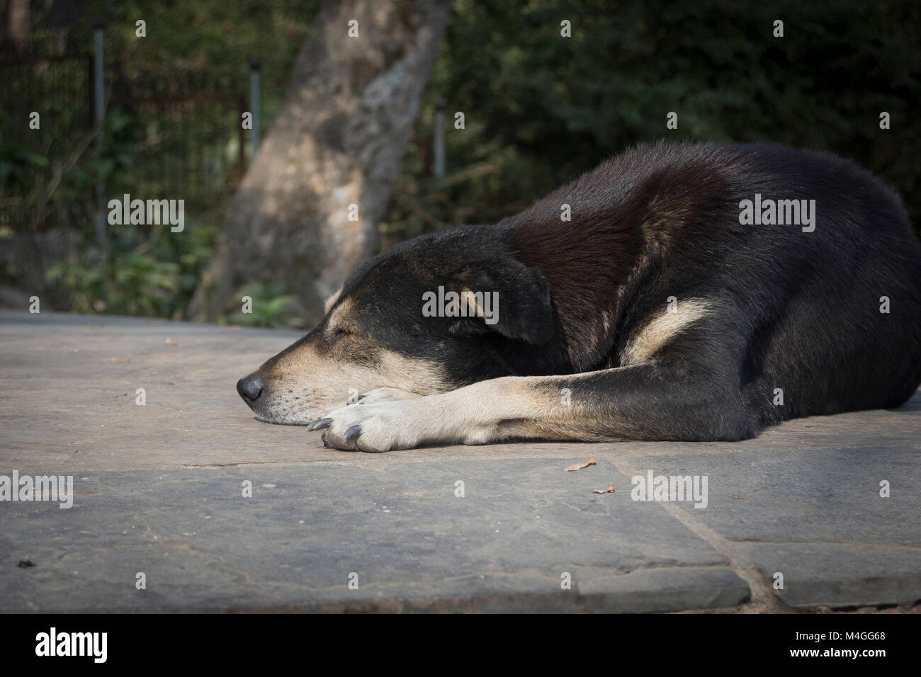 Chien de rue Banque de photographies et d’images à haute résolution - Alamy