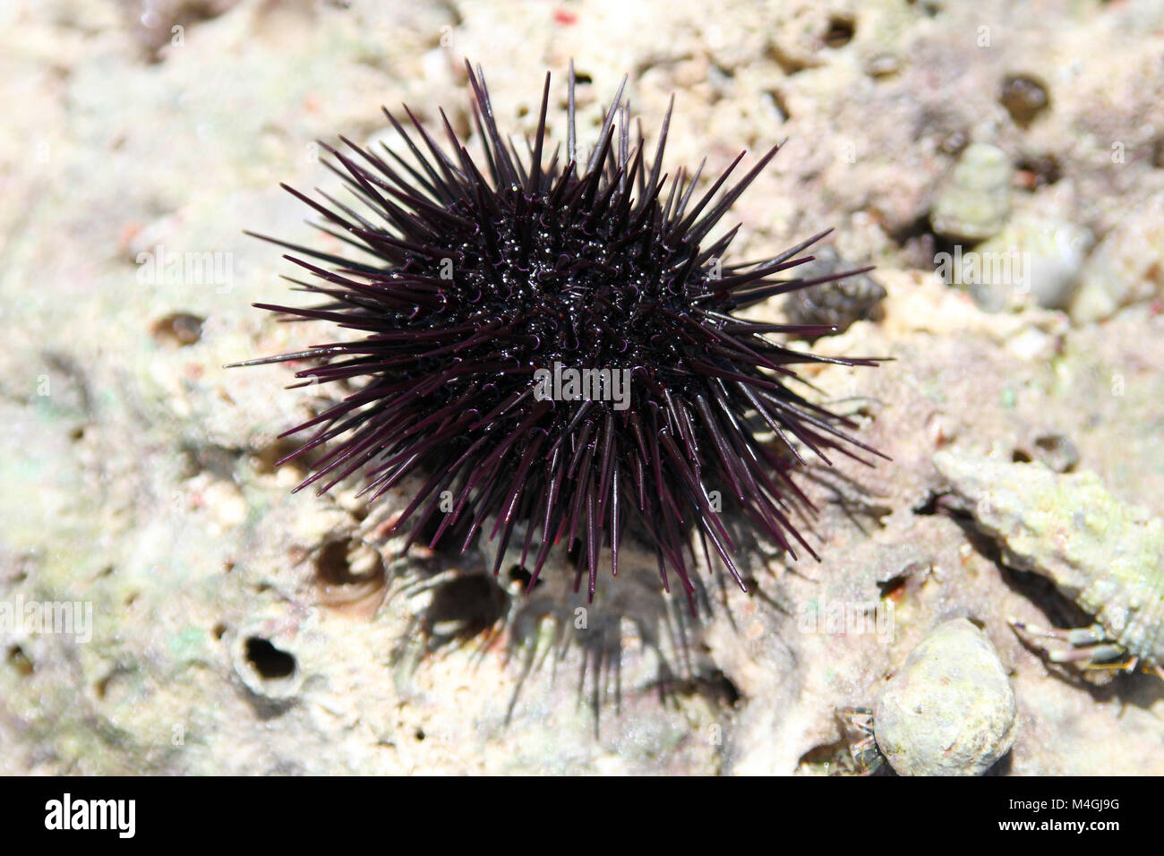 Oursin de zanzibar Banque de photographies et d’images à haute ...