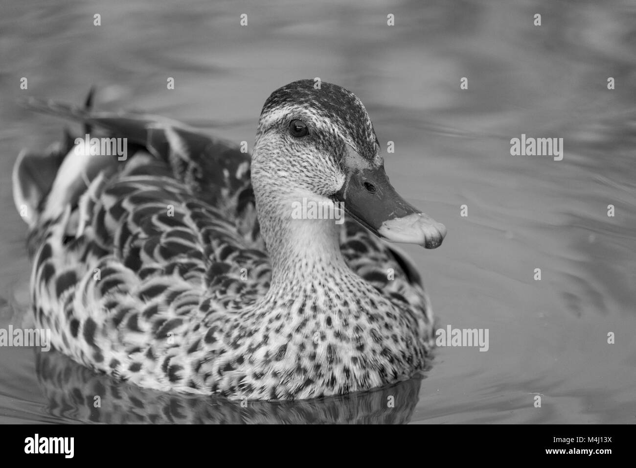 Gros plan de canards Banque d'images noir et blanc - Alamy