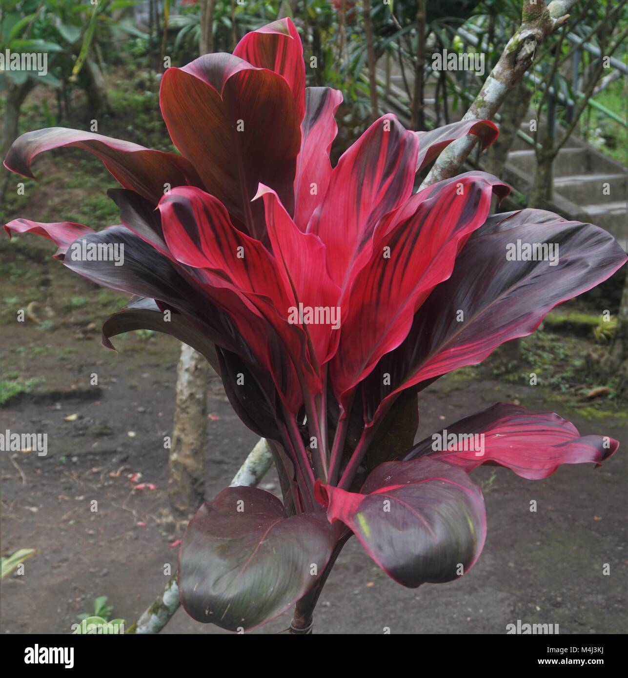 Red plant in bali indonesia Banque de photographies et d’images à haute ...