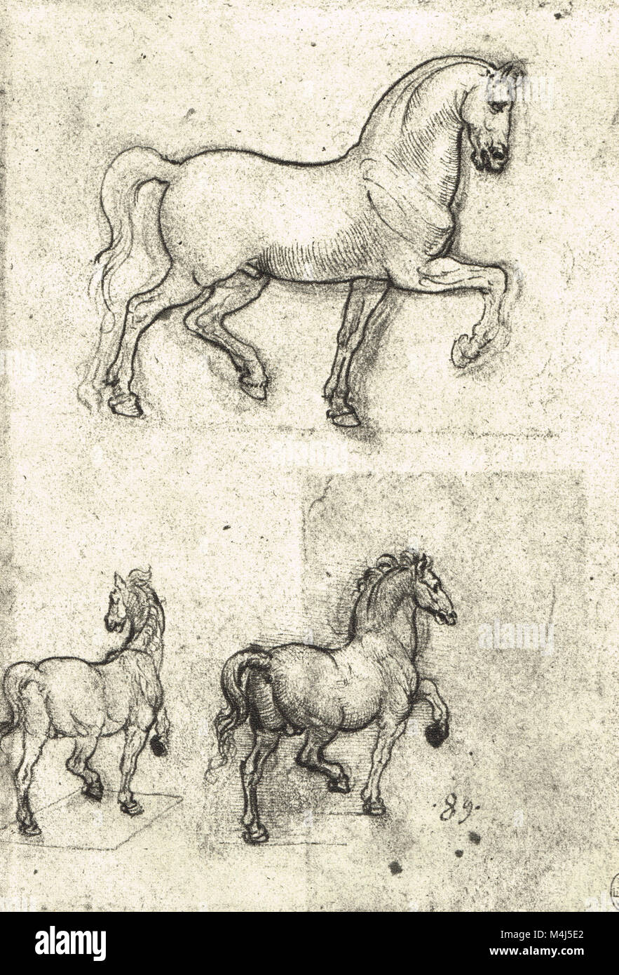 Trois études de chevaux, chevaux, dessin anatomique dessiné par Léonard ...