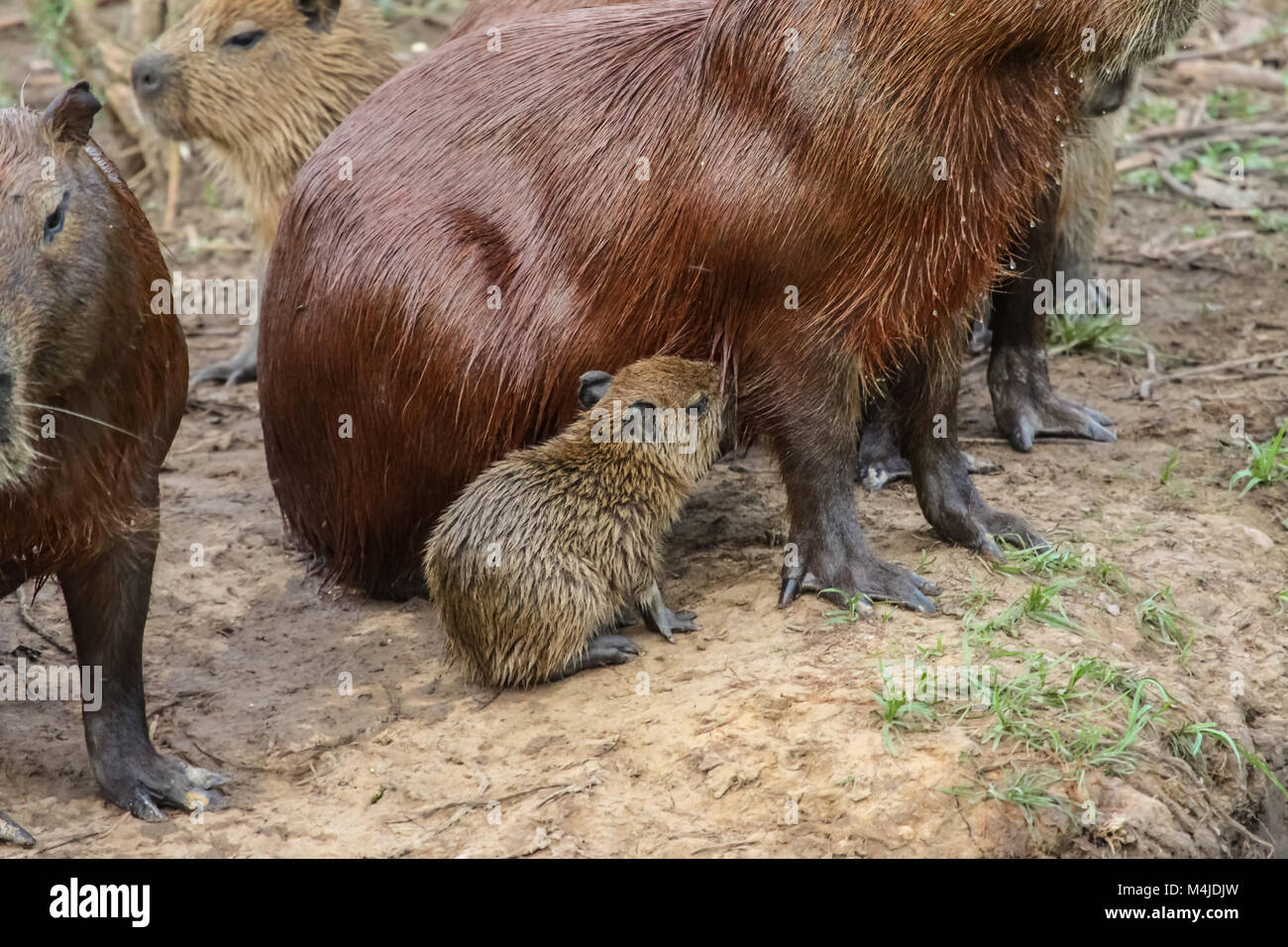 Capybara bébé à téter sa mère, le Pantanal. Brésil Photo Stock - Alamy