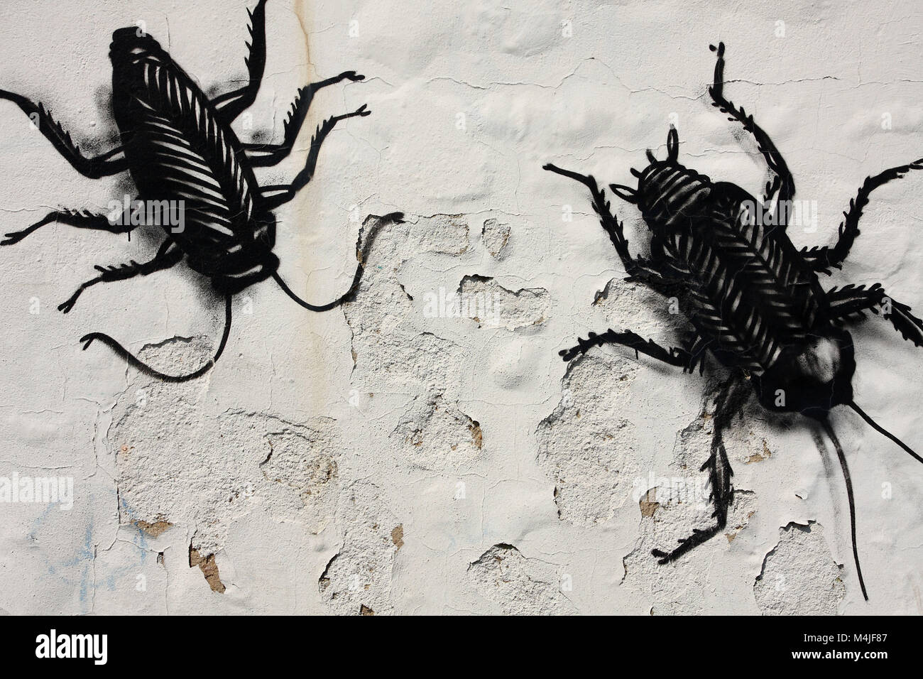 Des Cafards Banque d'image et photos - Alamy