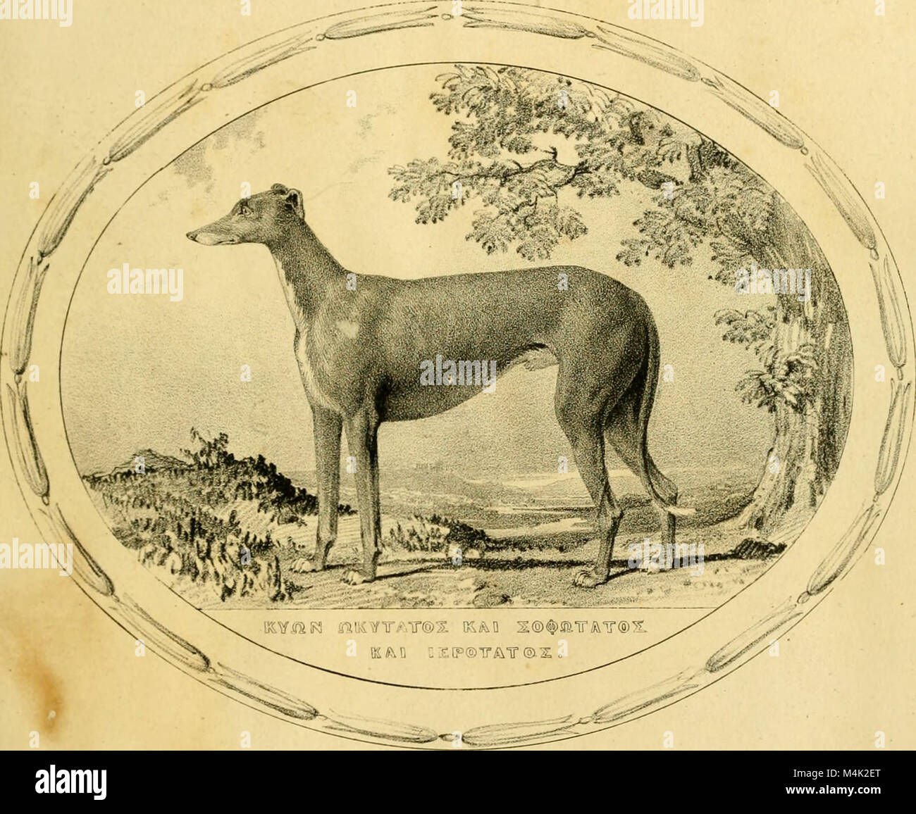 Xénophon chasse Banque de photographies et d’images à haute résolution - Alamy