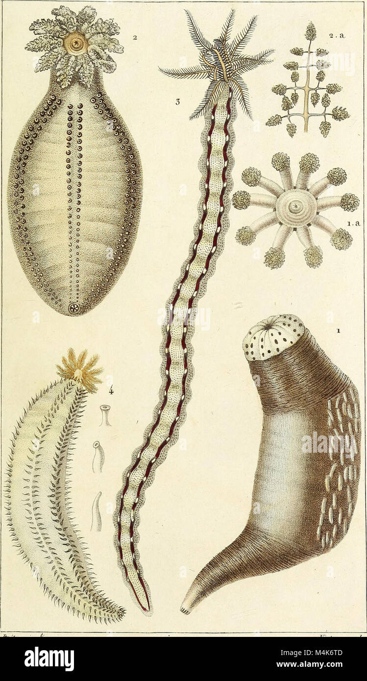 L'Atlas de Zoologie de 1844 présente une collection d'illustrations et ...
