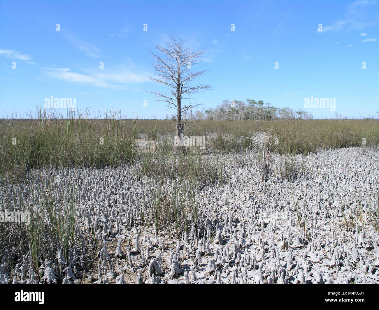 Slough Everglades Parcs Nationaux Banque d'image et photos - Alamy