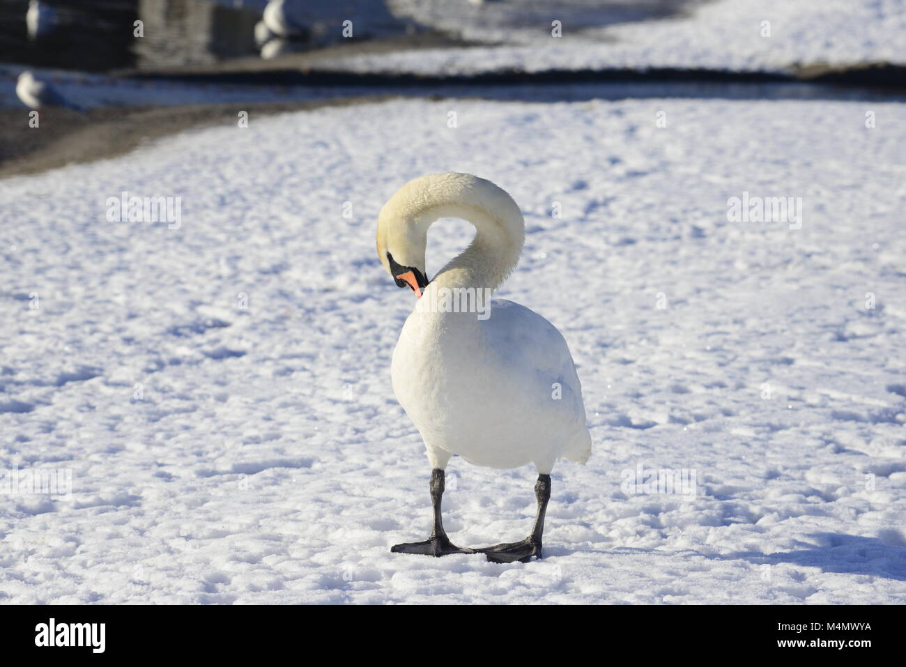 Mâle cygne muet en colère Banque de photographies et d’images à haute résolution - Alamy