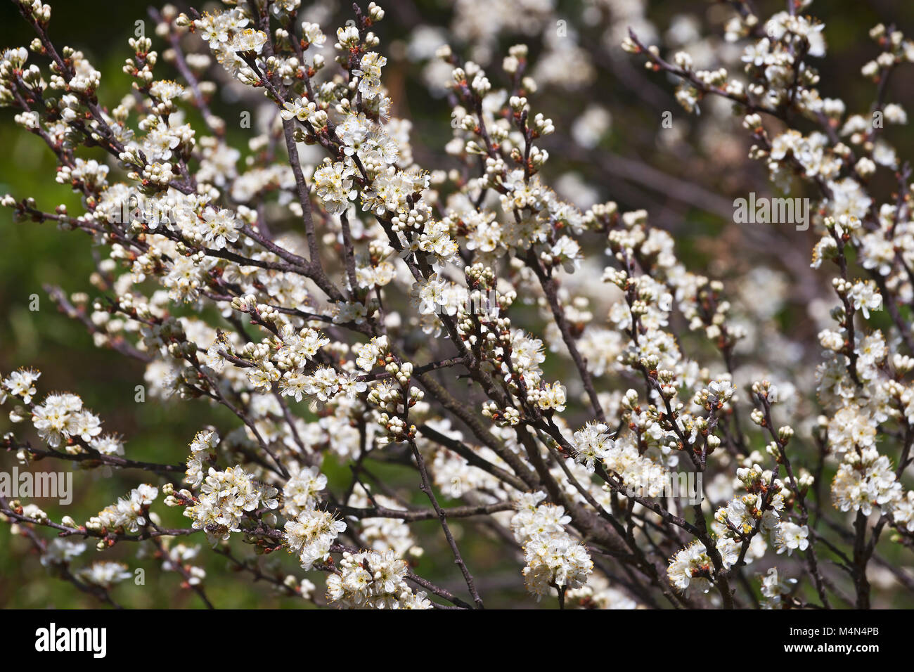 Beach plum flower Banque de photographies et d’images à haute ...