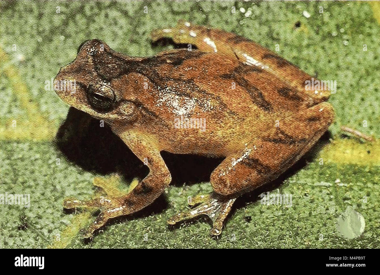Hyla minuta Banque de photographies et d’images à haute résolution - Alamy
