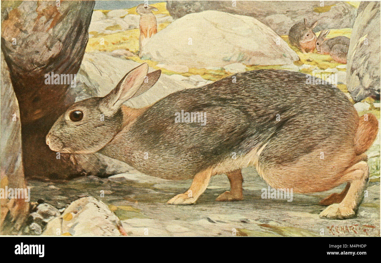 Tierleben de Brehmâ€™s. Allgemeine Kunde des Tierreichs (1911) est un ...