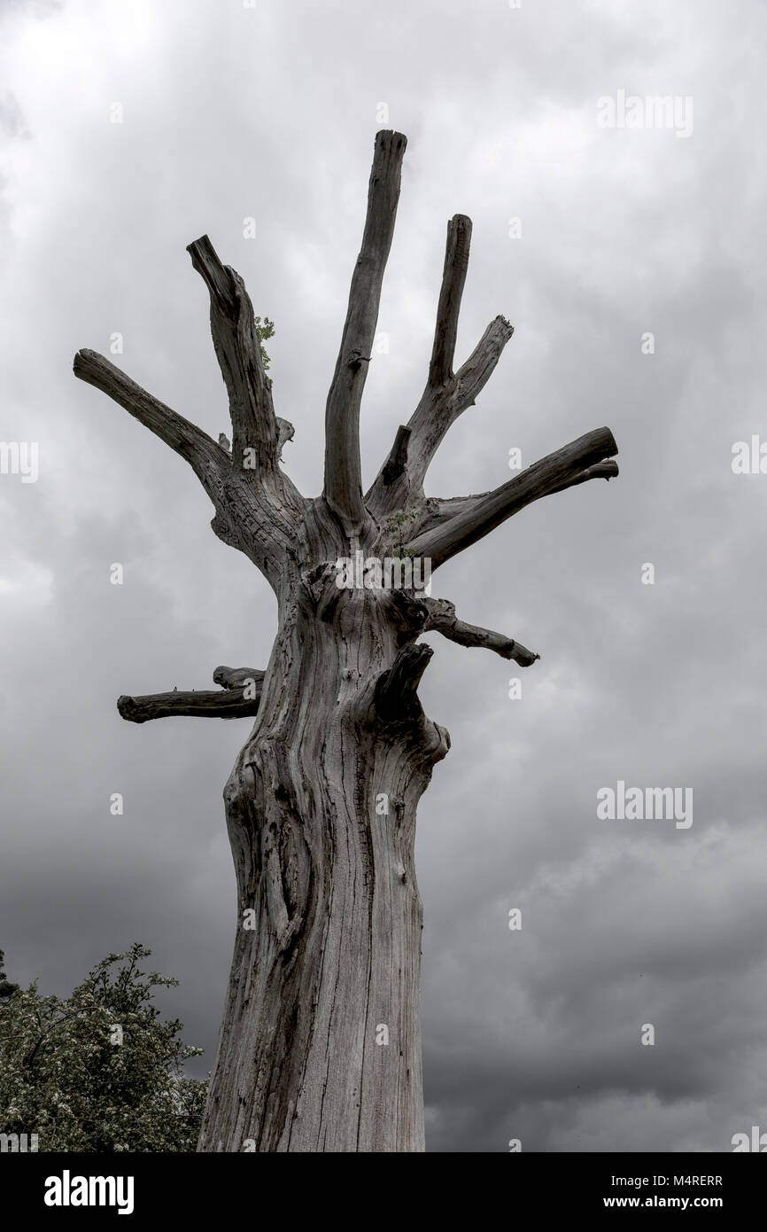 Barren tree Banque de photographies et d’images à haute résolution - Alamy