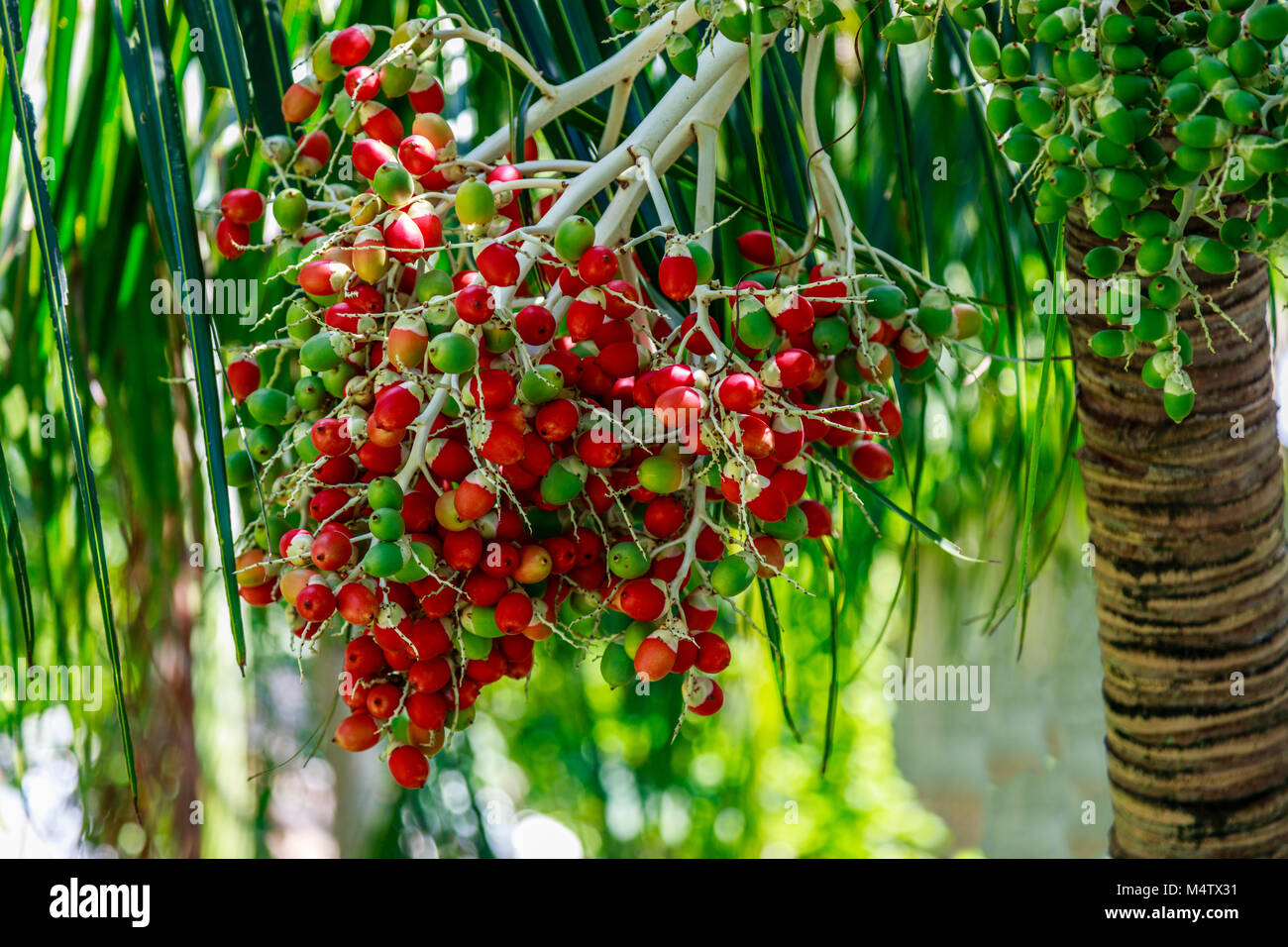 Fruits rouges palmiers Banque de photographies et d’images à haute ...