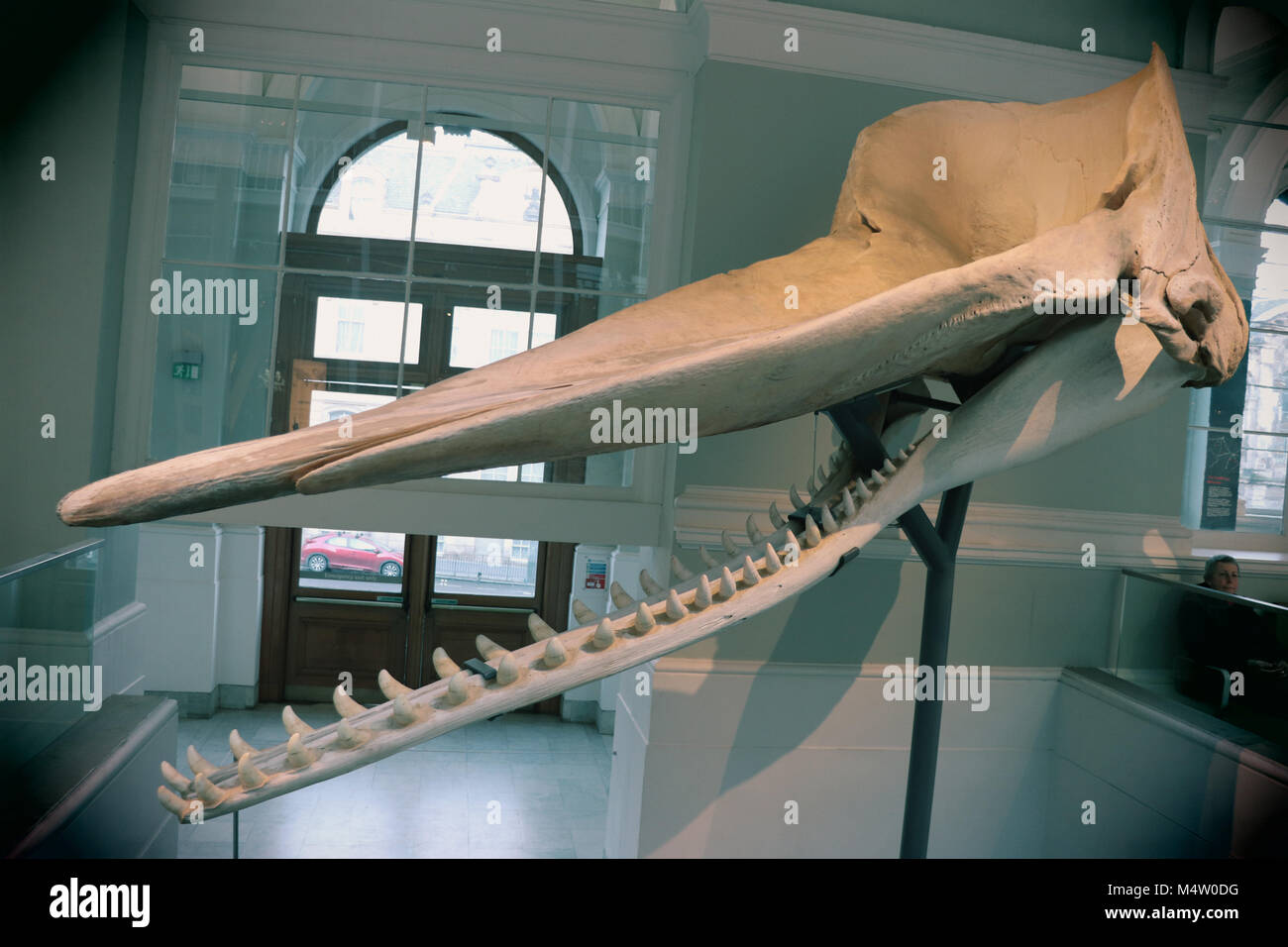 - Tête de baleine cachalot (Physeter catodon). Les cachalots tirent ...