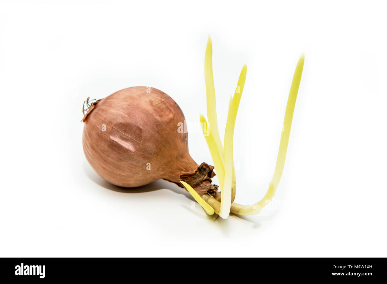 Oignon en germination Banque de photographies et d’images à haute ...