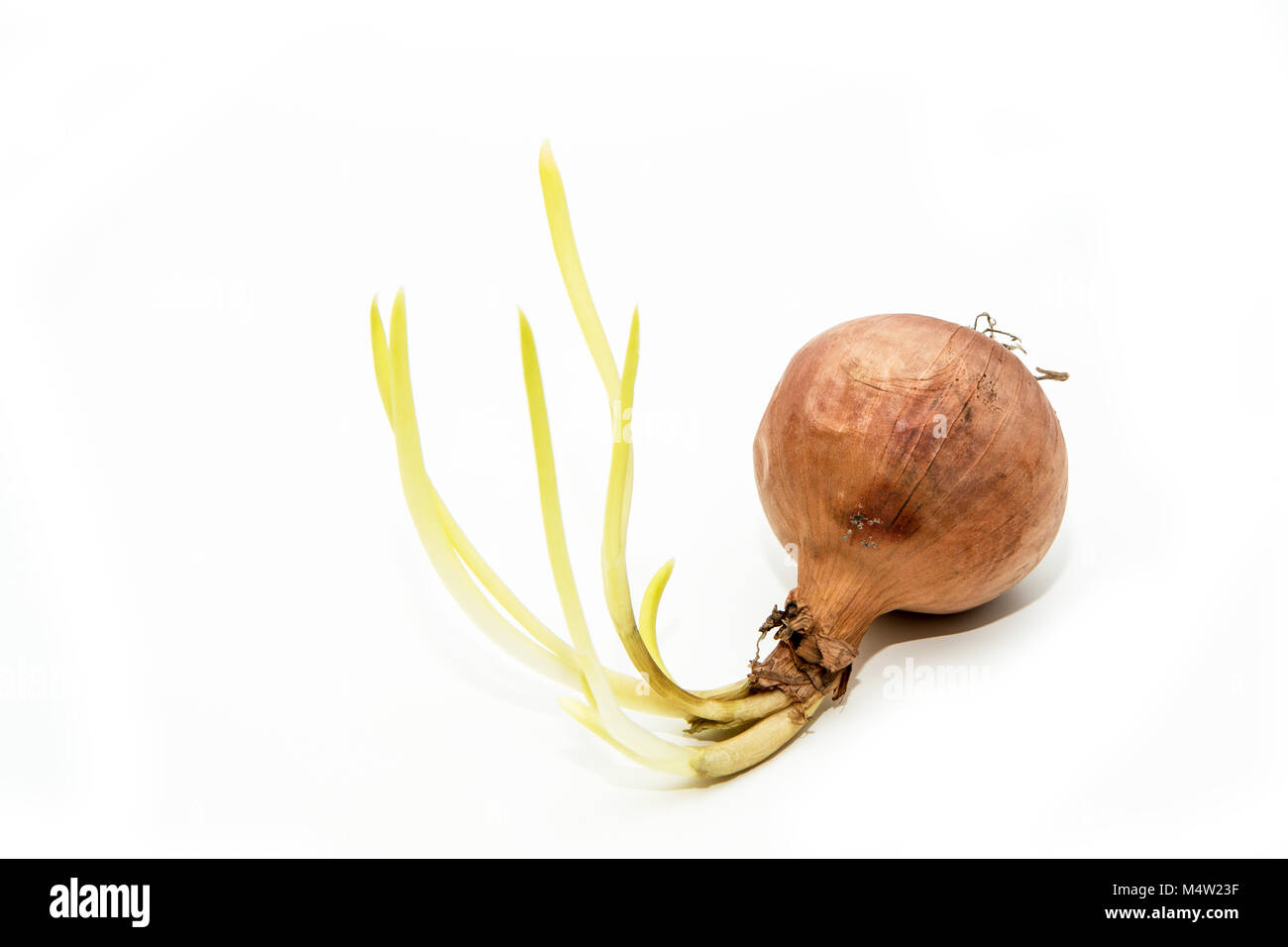 Germination de l'oignon Banque de photographies et d’images à haute ...