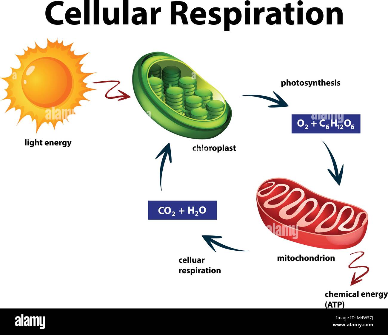 Sch ma De L illustration De La Respiration Cellulaire Image Vectorielle Sch ma De L illustration De La Respiration Cellulaire Image Vectorielle