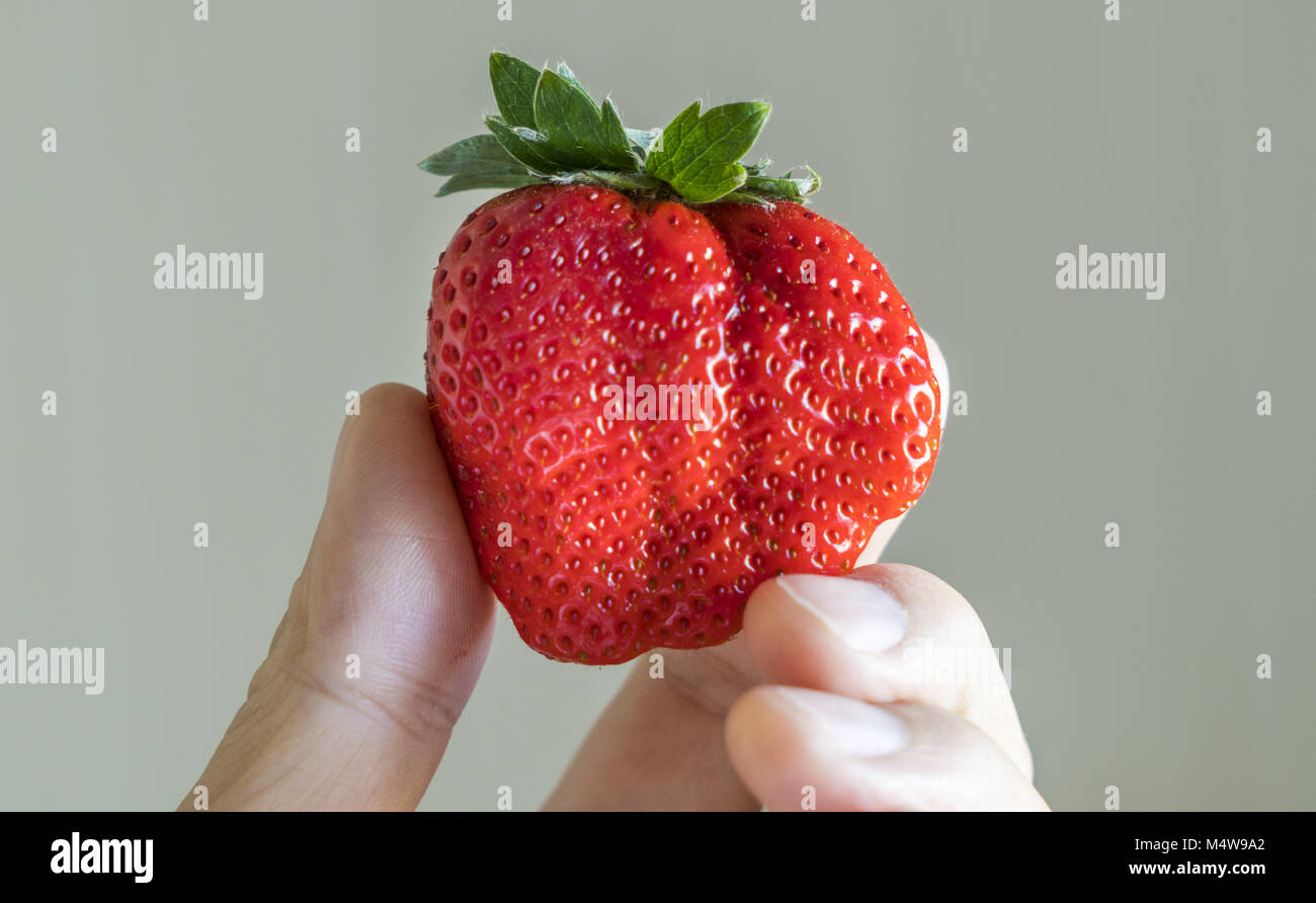 Main tenant la fraise Banque de photographies et d’images à haute ...