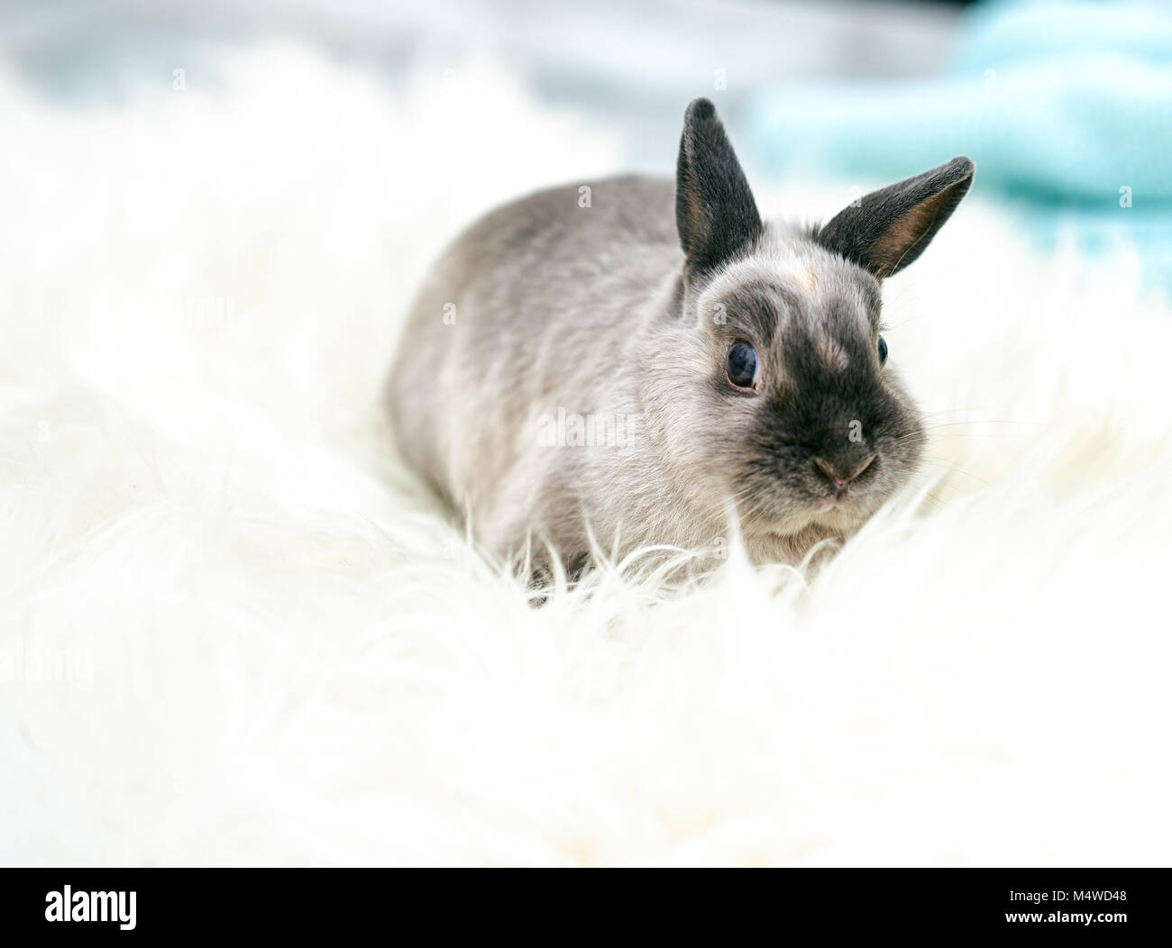 Lapin sur fond blanc Banque de photographies et d’images à haute ...