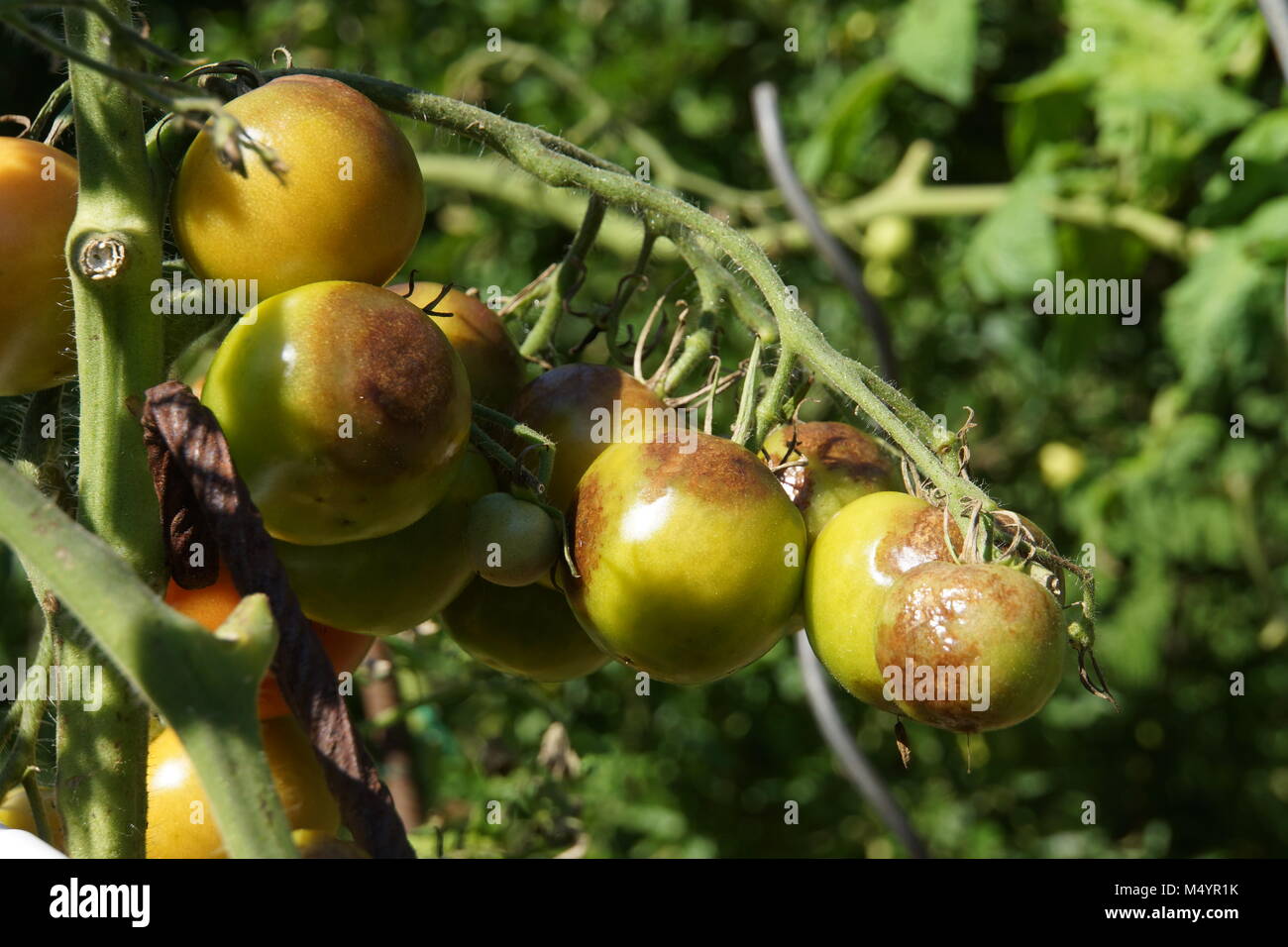 La tomate mildiou (Phytophthora infestans Photo Stock - Alamy