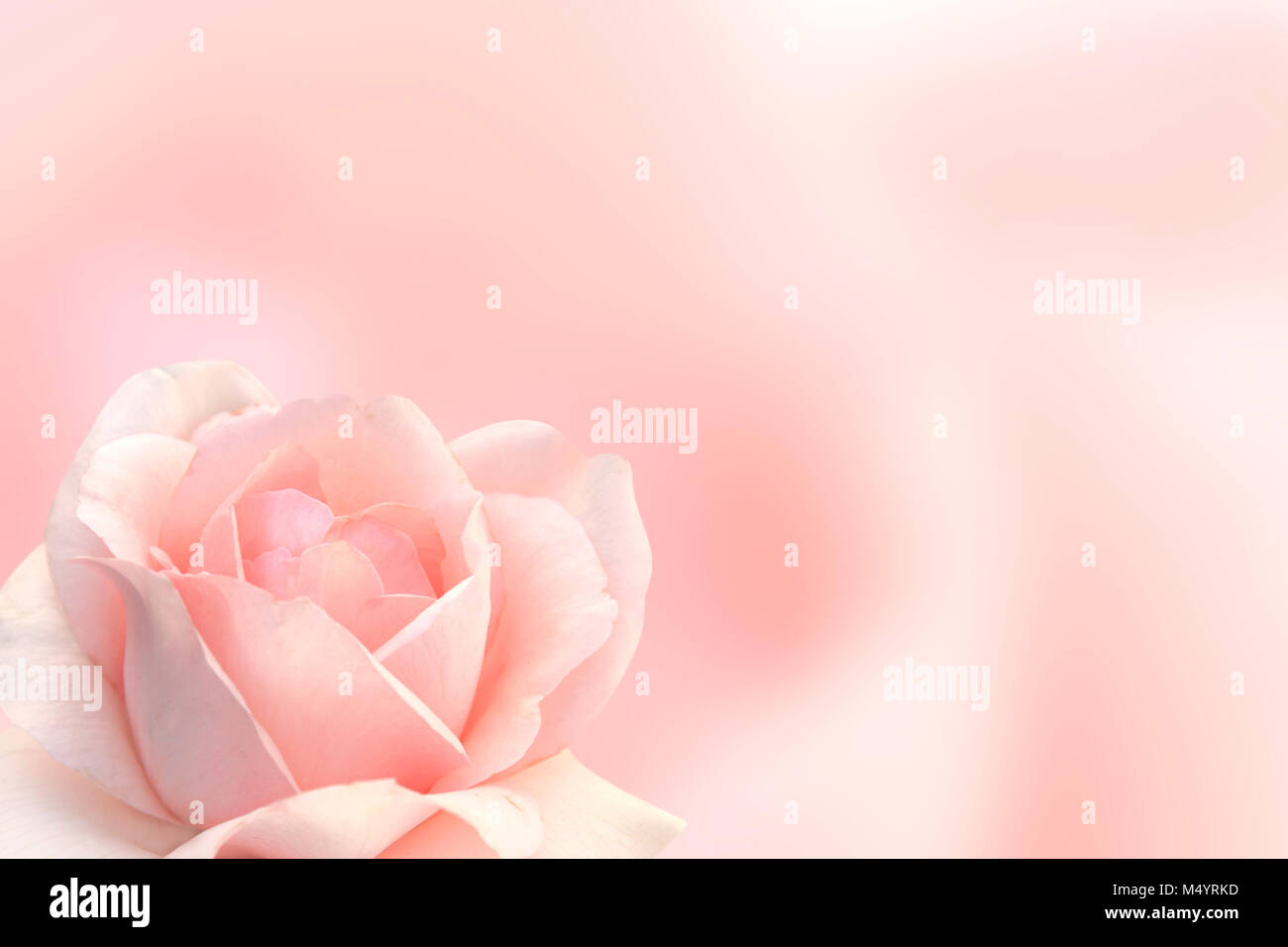 Arrière-plan flou avec roses de couleur rose. Copie de l'espace pour ...