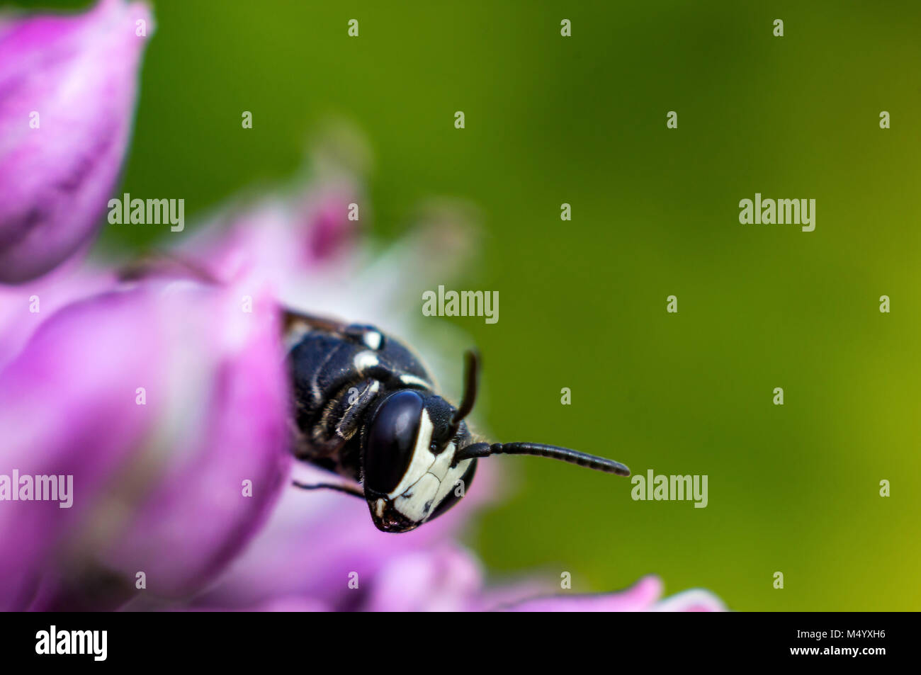 Super bee Banque de photographies et d’images à haute résolution - Alamy