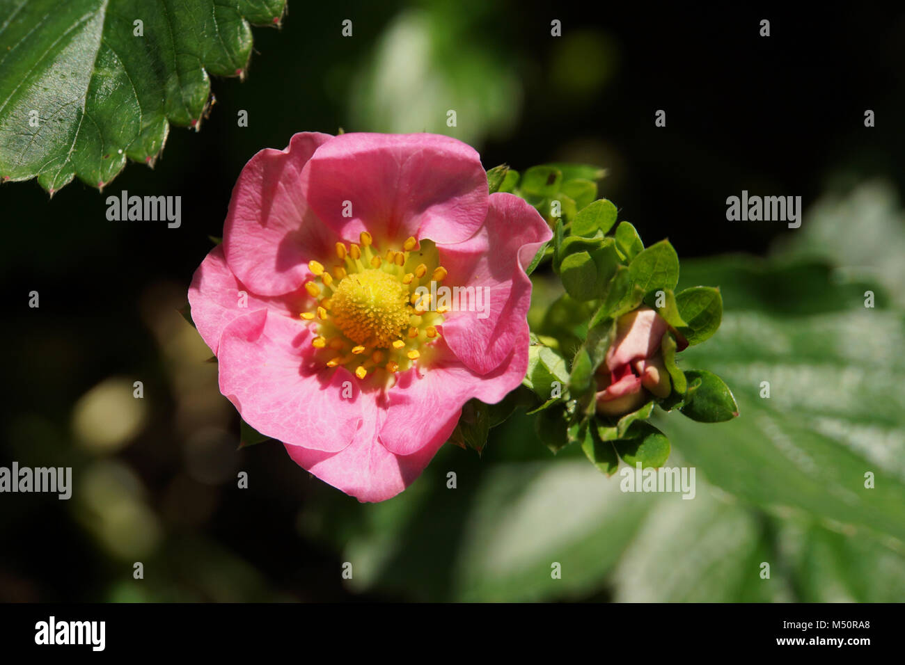 Fraise rose Banque de photographies et d’images à haute résolution - Alamy