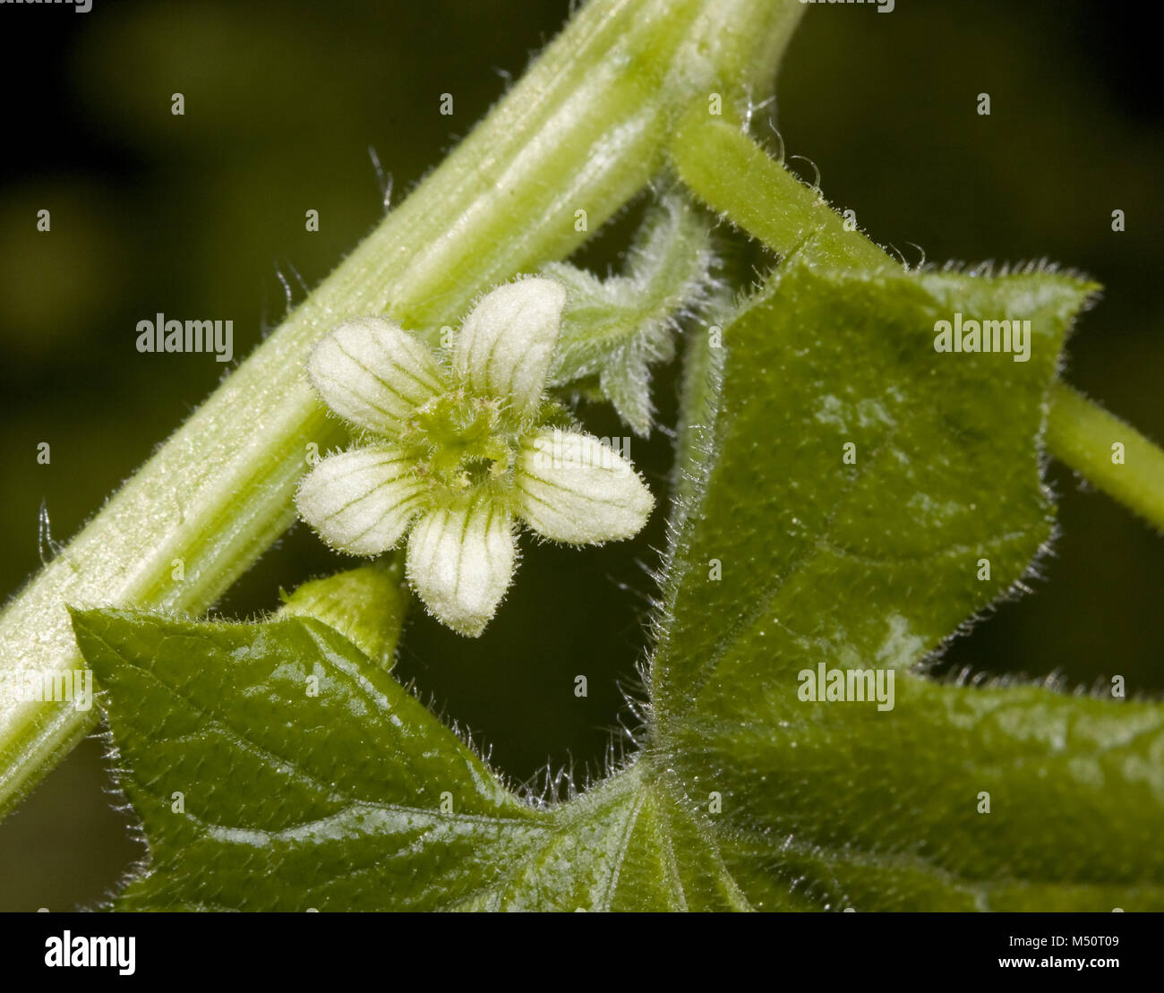 Bryony rouge Banque de photographies et d’images à haute résolution - Alamy