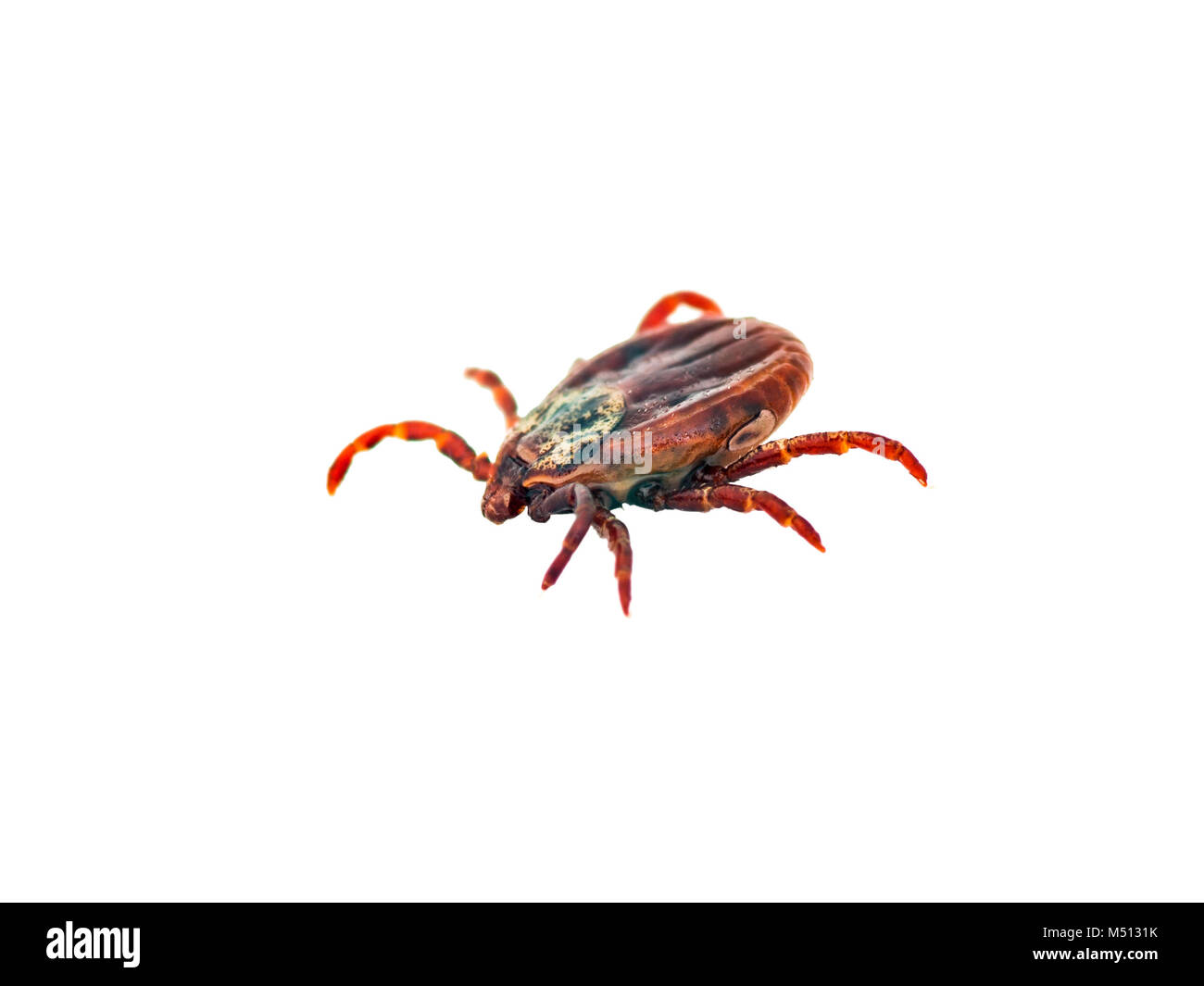 Tique insecte Banque d'images détourées - Alamy