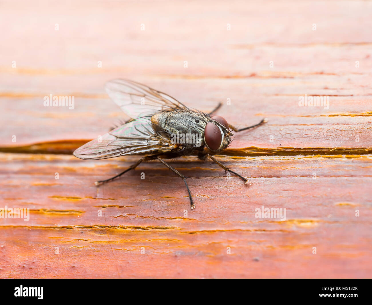 Mouche drosophile Banque de photographies et d’images à haute ...