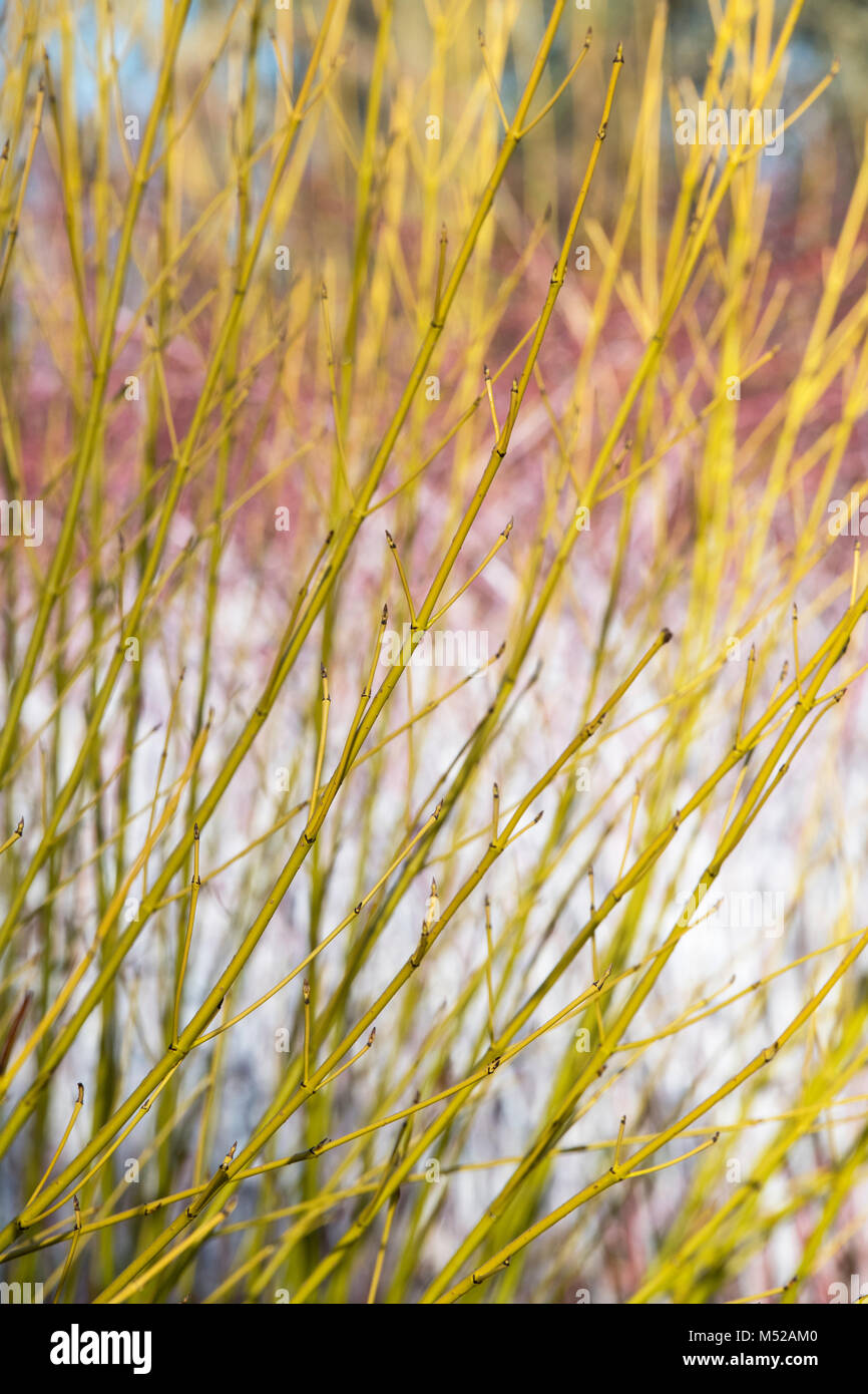 Bourgeons Cornus sericea 'yellow'. Cornouiller stolonifère 'Bud'jaune ...
