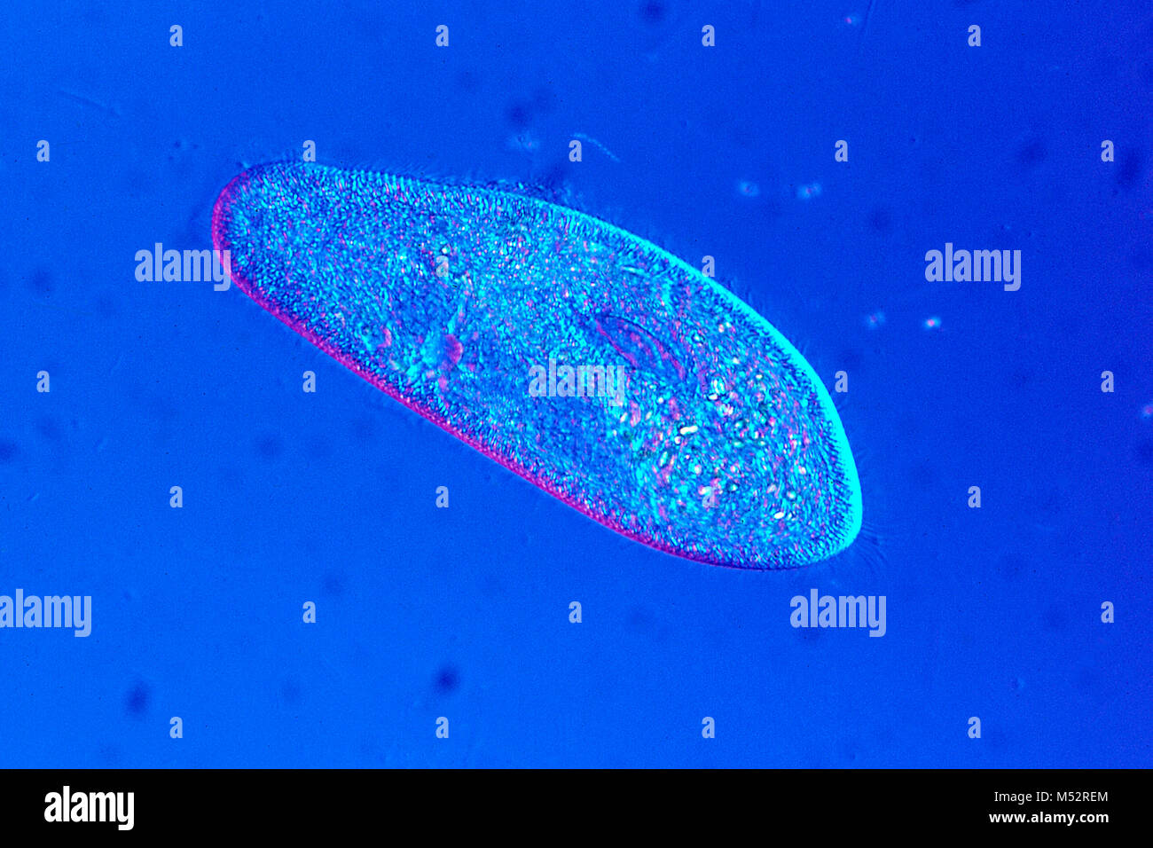 Paramecium division Banque de photographies et d’images à haute ...
