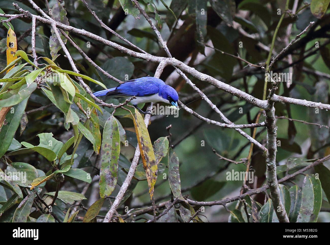 Analamazaotra special reserve Banque de photographies et d’images à ...