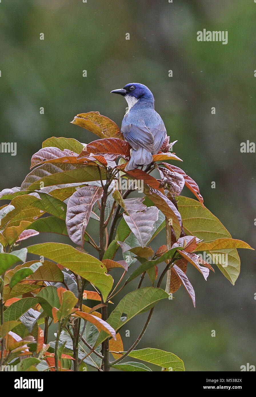 Blue vanga Banque de photographies et d’images à haute résolution - Alamy