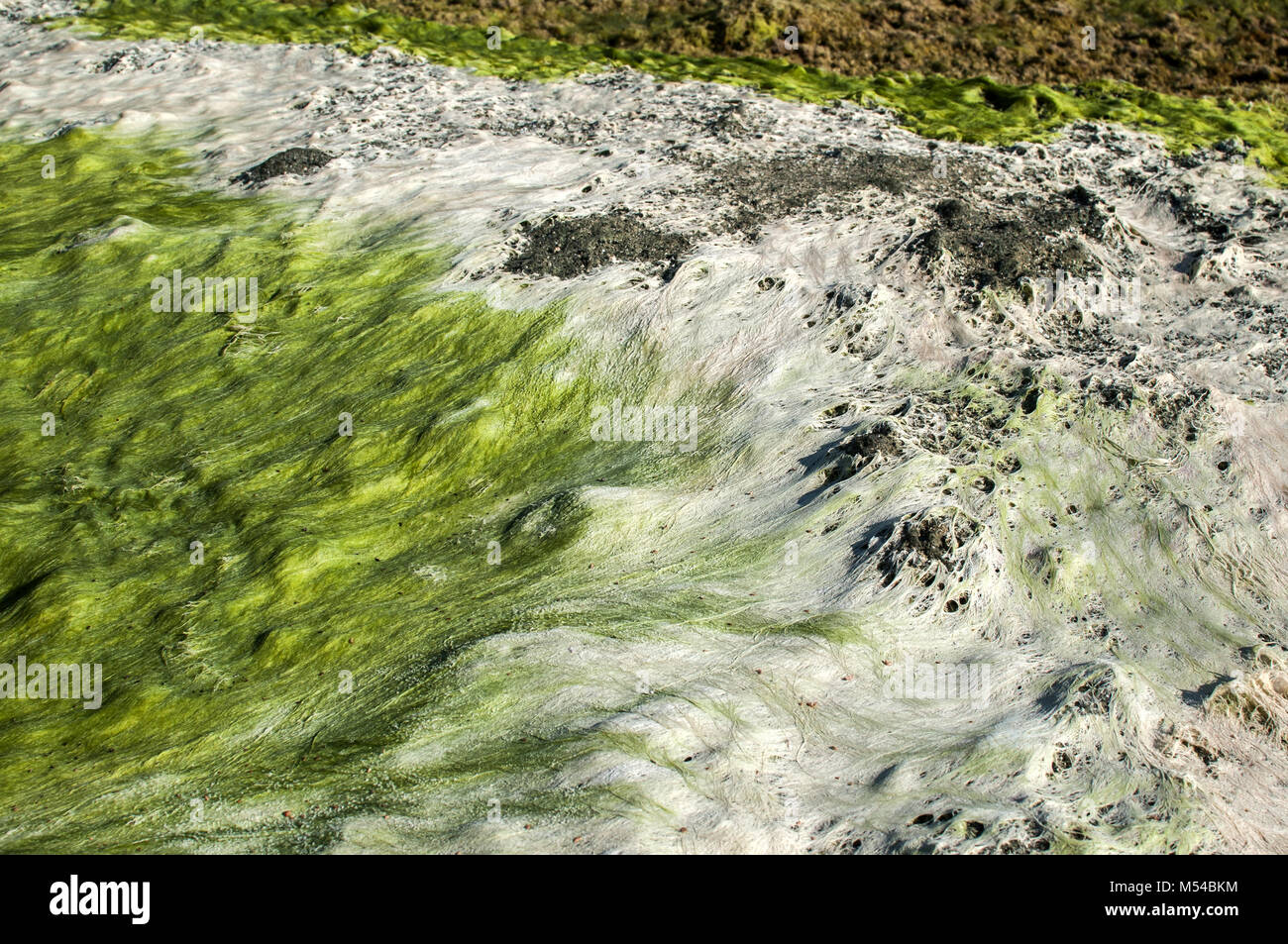 Algues blanches Banque de photographies et d’images à haute résolution ...