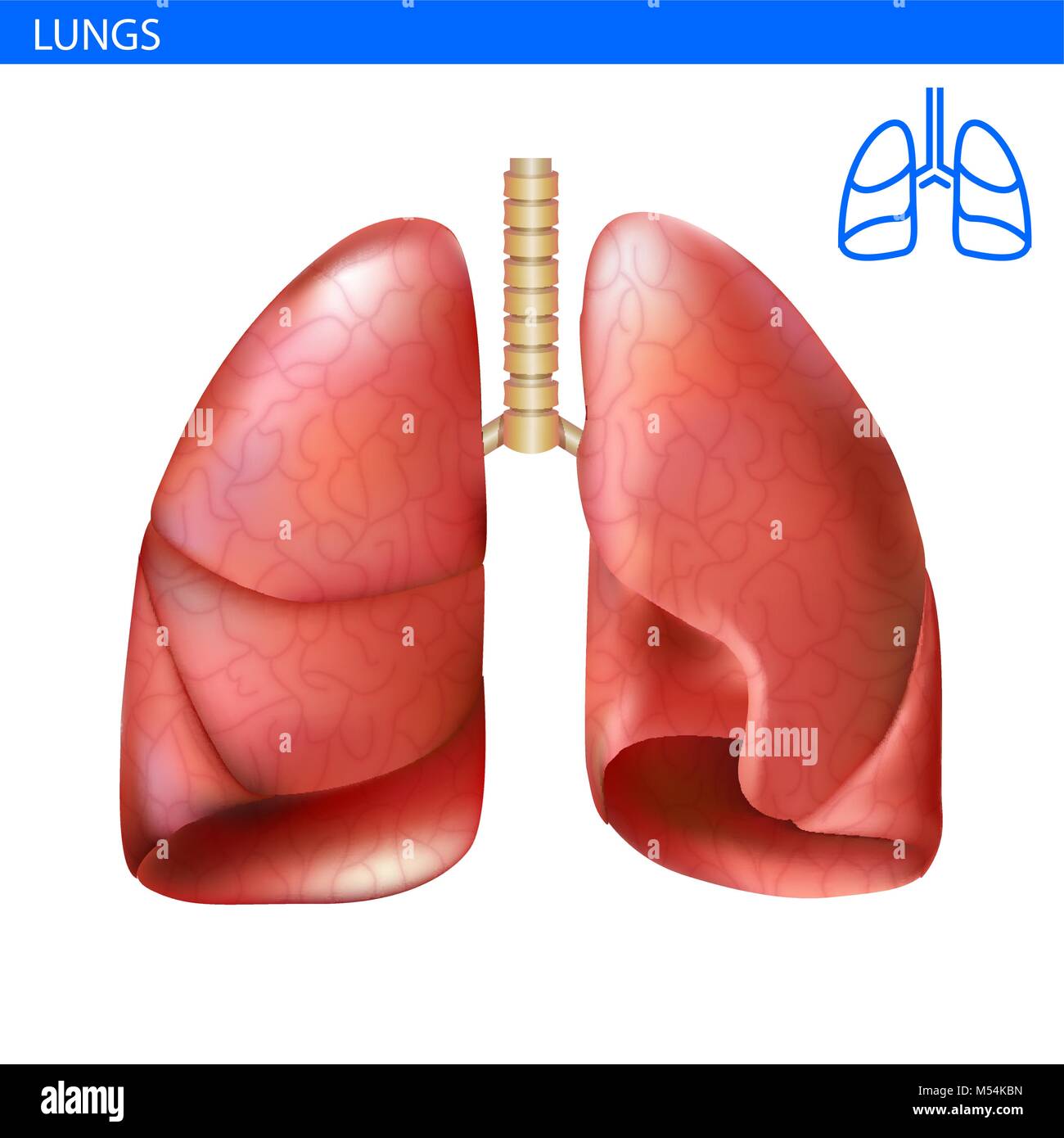 L'anatomie des poumons illustration réaliste vue avant en détail ...
