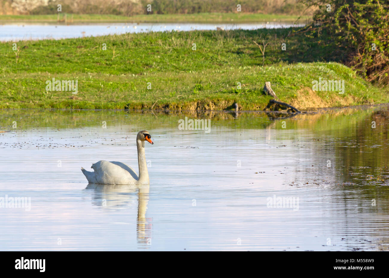 Cygne dans son habitat naturel Banque de photographies et d’images à haute résolution - Alamy
