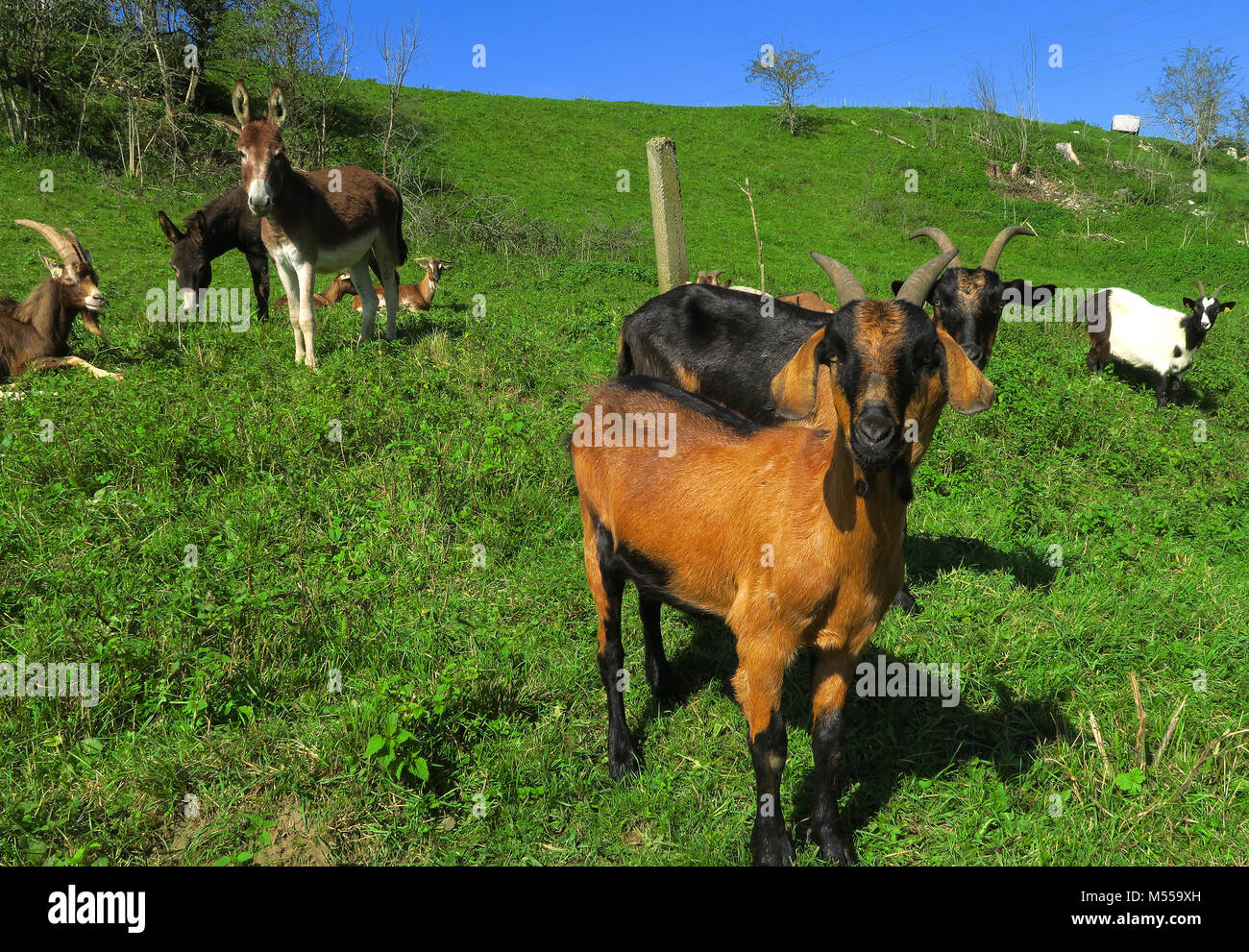 âne chèvre Banque de photographies et d’images à haute résolution - Alamy
