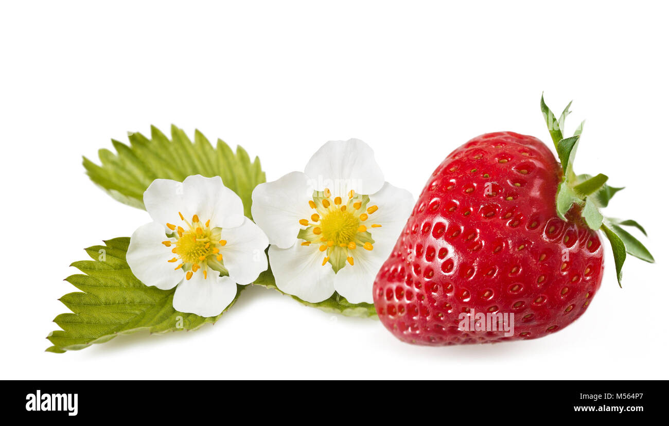 Plant de fraisier fond blanc Banque de photographies et d’images à ...