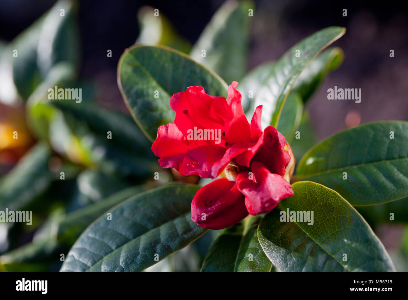 'Scarlet Wonder' rhododendron hybride rhododendron (Rhododendron ...