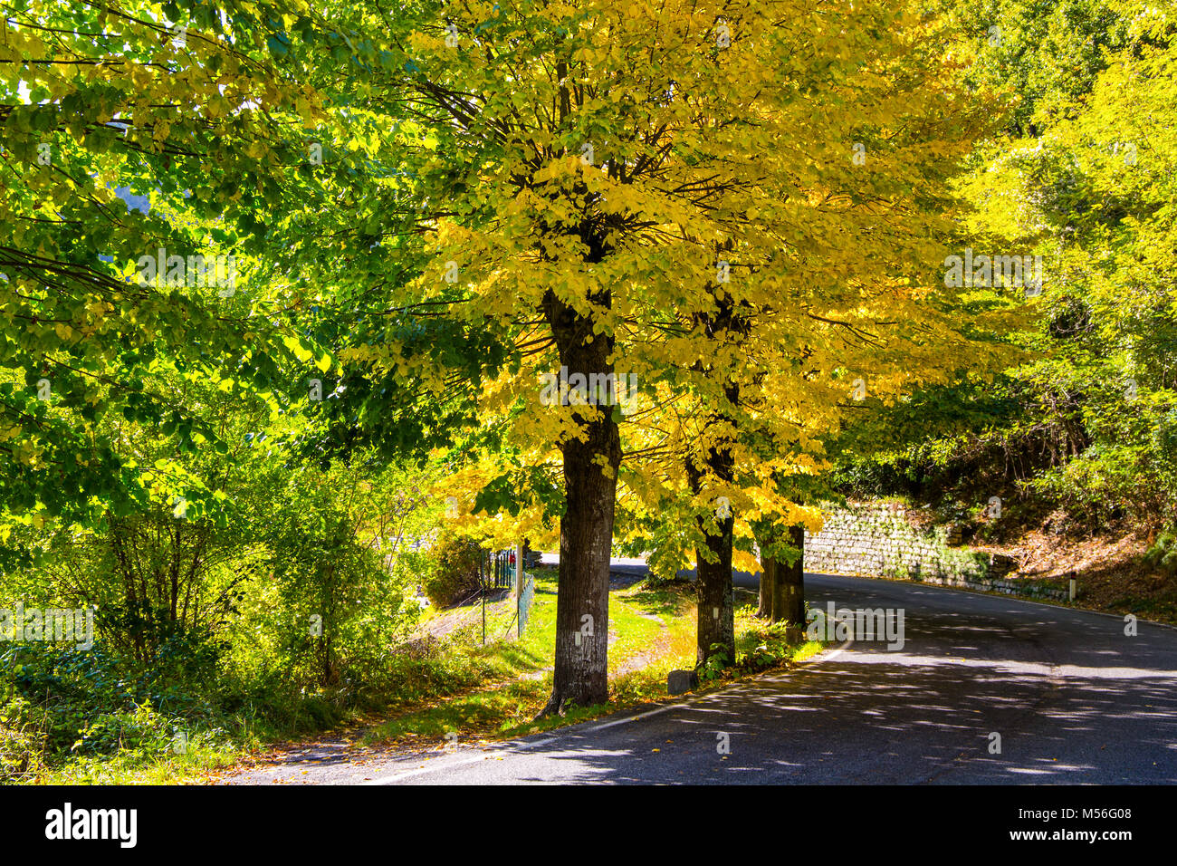 Les arbres d'érable aux couleurs de l'automne près de la route Photo ...