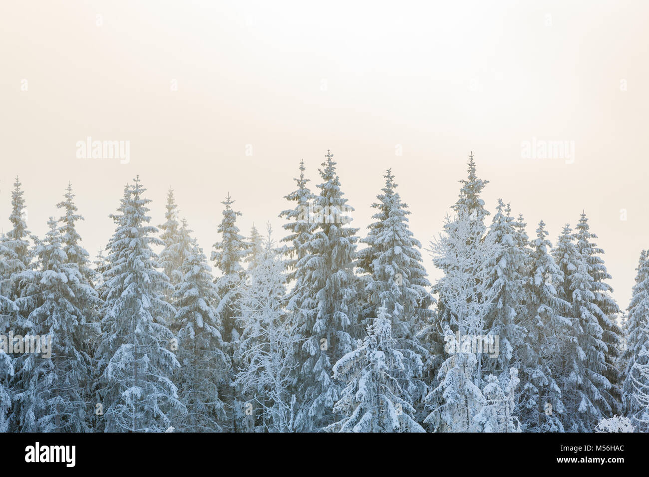 Givre dans les arbres Banque de photographies et d’images à haute ...