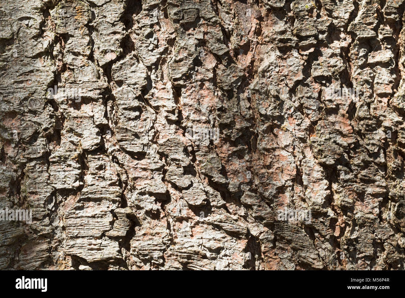 Gewöhnliche Fichte, Fichte, Rot-Fichte, Rotfichte, Rinde, Borke, Stamm ...