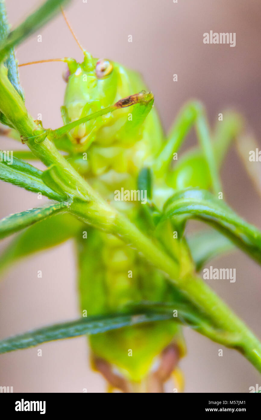 Gros grillons Banque de photographies et d’images à haute résolution ...