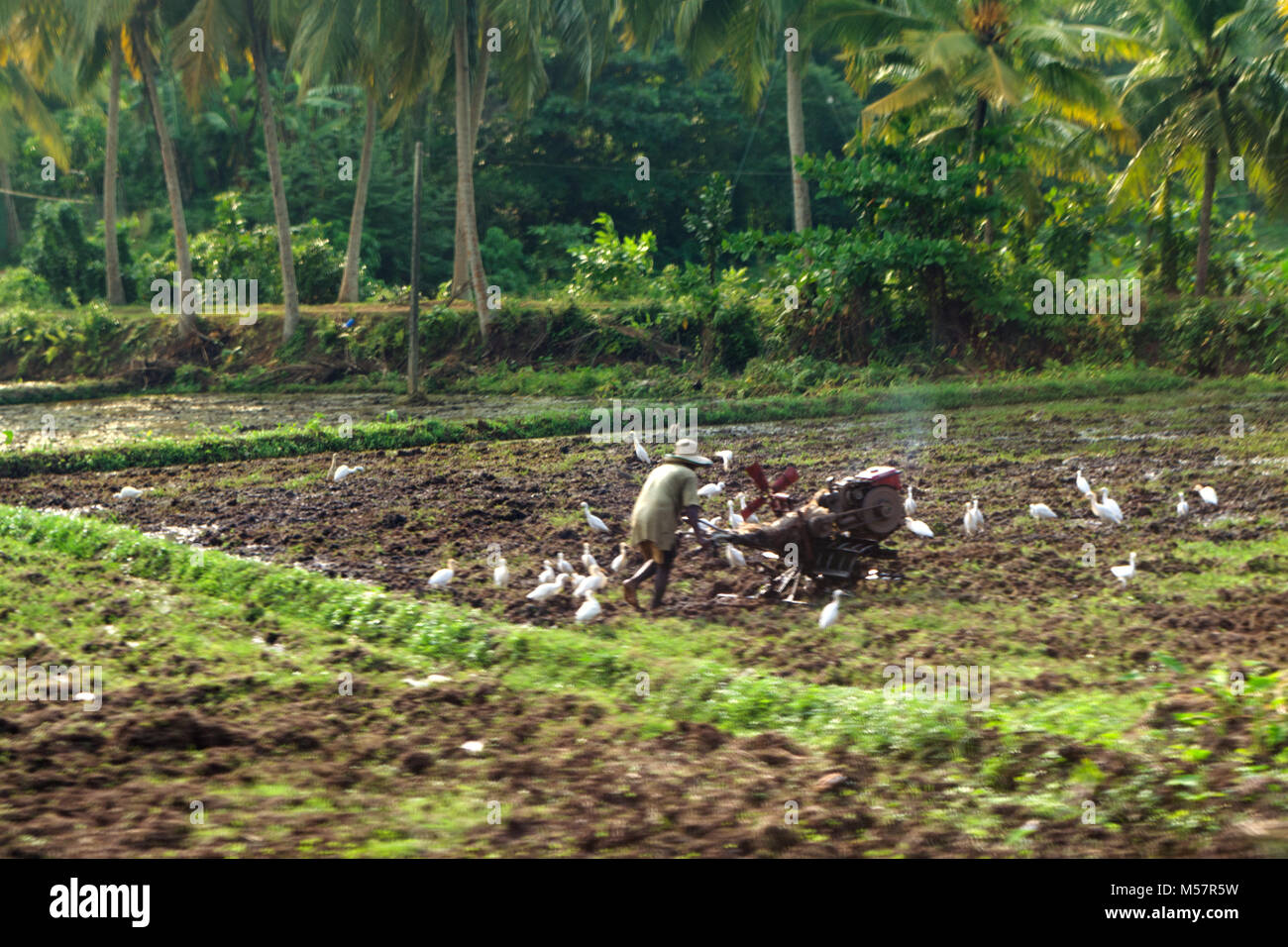 Champ de transformation du riz Banque de photographies et d’images à ...