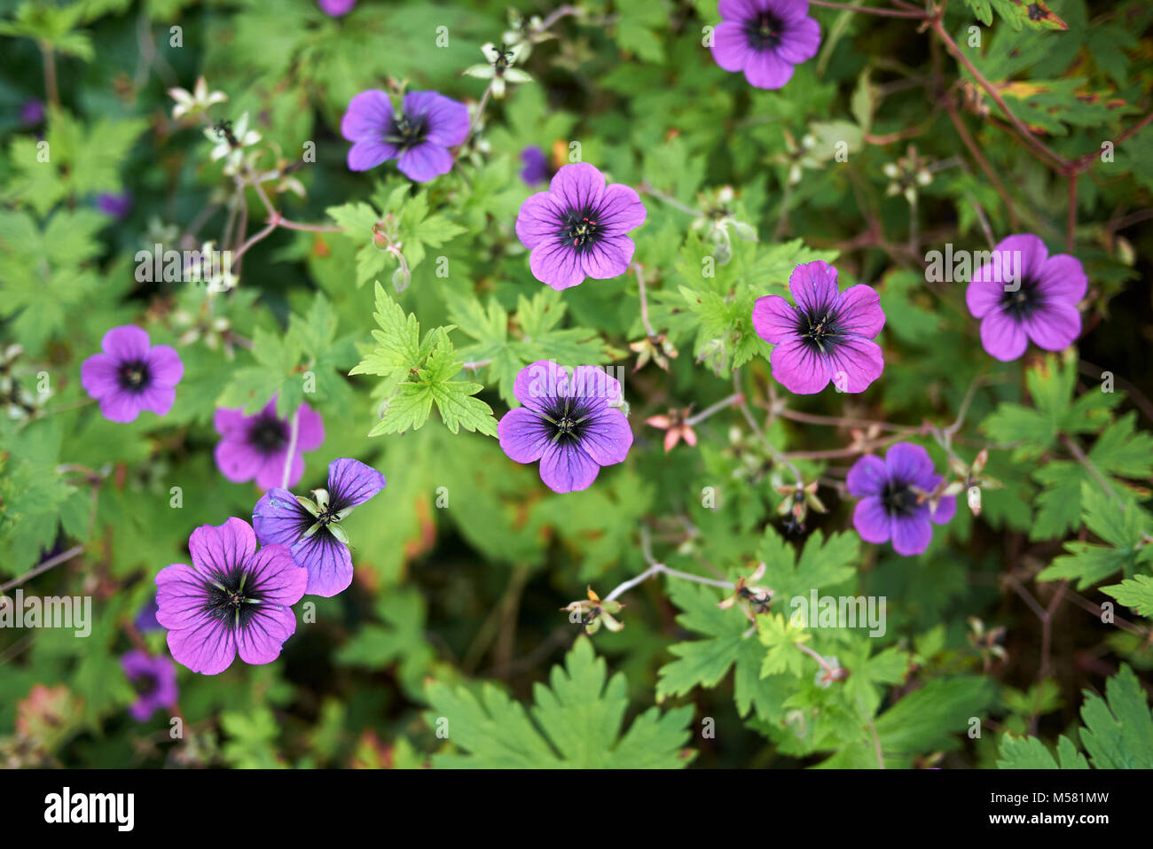 Geranium anne thomson Banque de photographies et d’images à haute ...