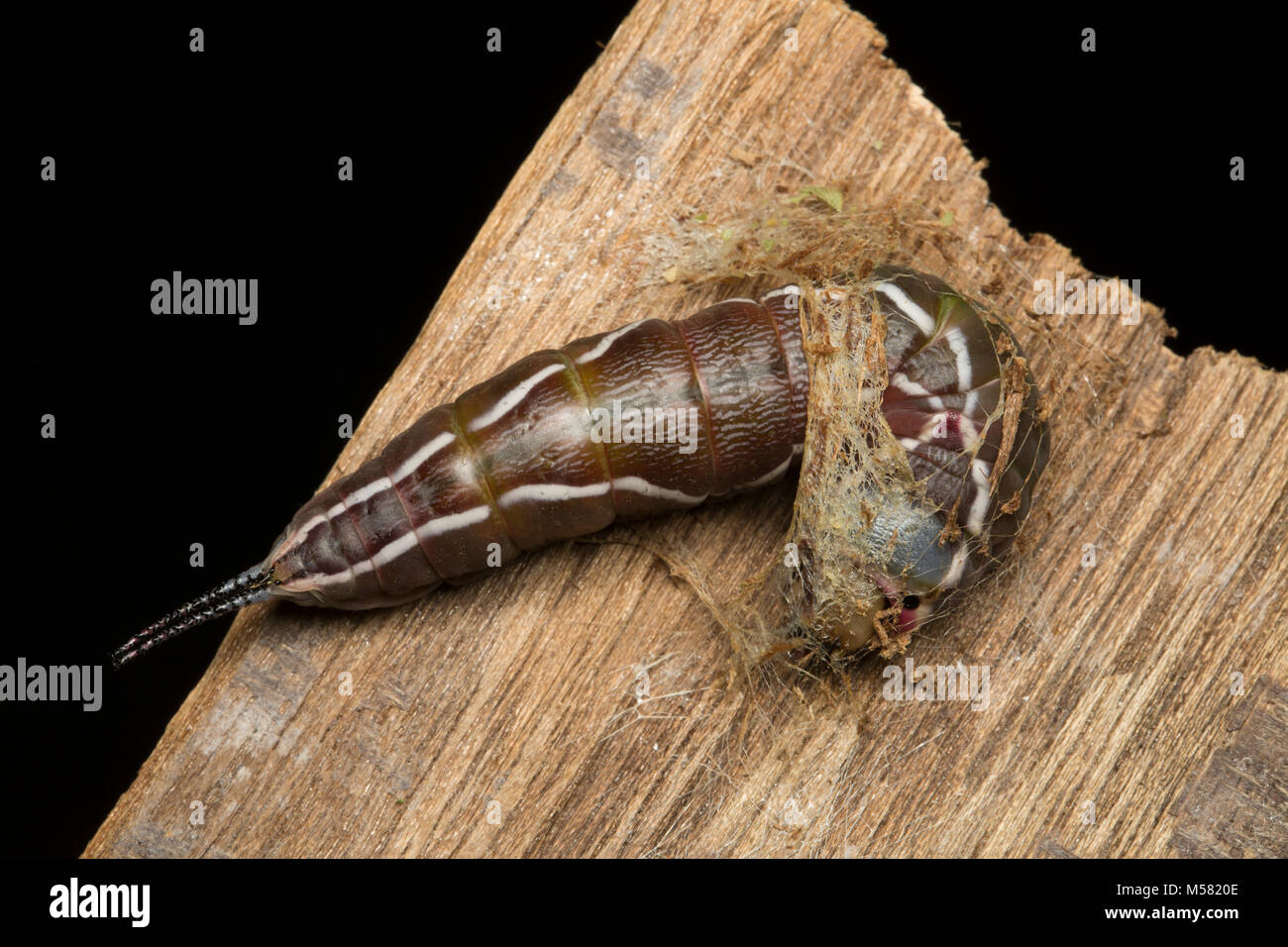 Chenilles dans leur cocon Banque de photographies et d’images à haute ...