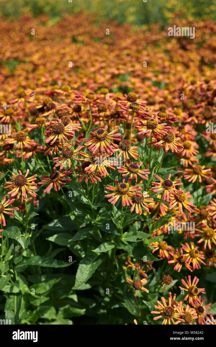 Helenium loysder wieck Banque de photographies et d’images à haute ...