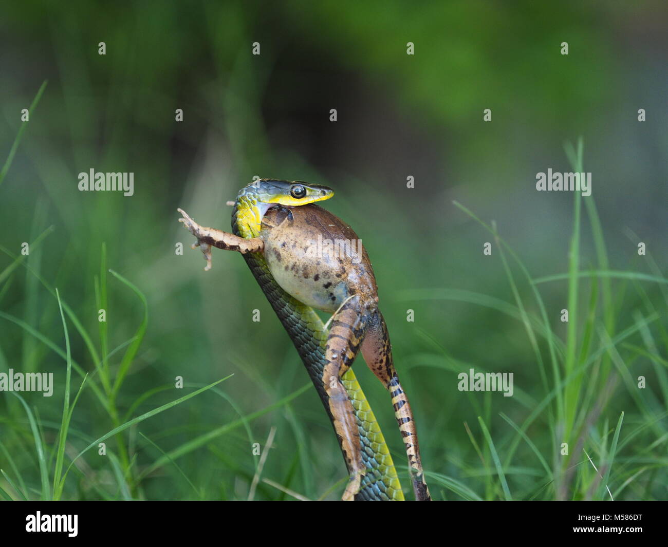 Grass snake Banque de photographies et d’images à haute résolution - Alamy