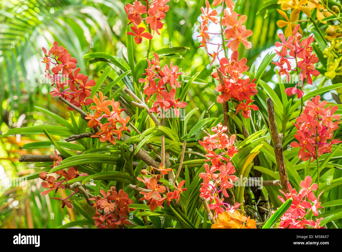 Diverses sortes de fleurs d'orchidées en fleur plante concentrer ...